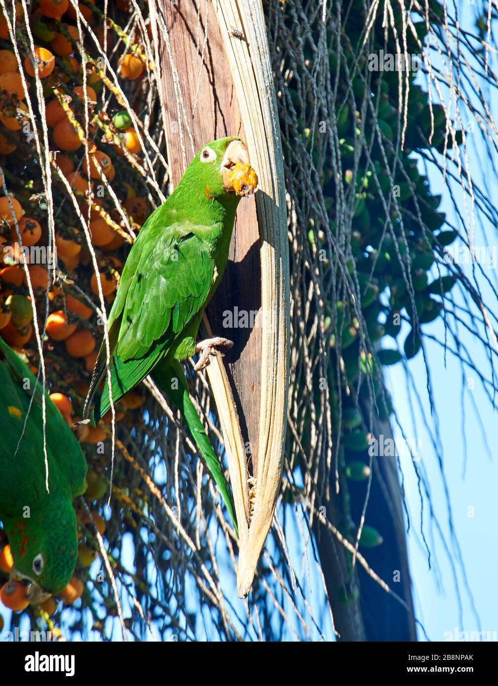 Palm fruit bird eating hi-res stock photography and images - Alamy