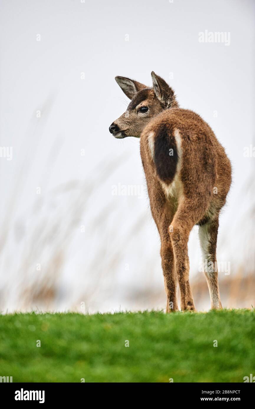 White-tailed Deer (Odocoileus virginianus), Filberg Lodge, Comox ...