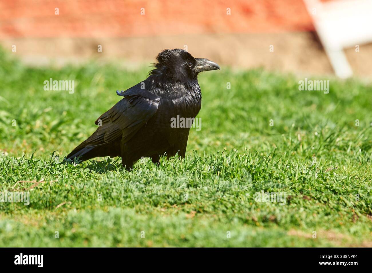 Common Raven (Corvus corax), Point Reyes National Seashore, California ...