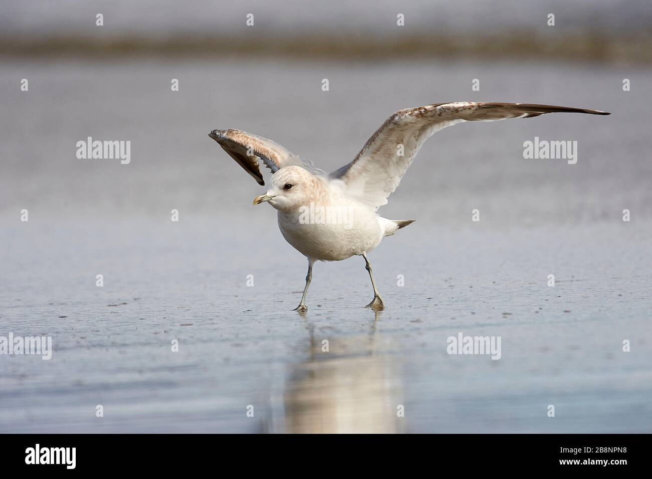 Short-billed Gull (Larus brachyrhynchus), (formerly Mew Gull),, Point ...