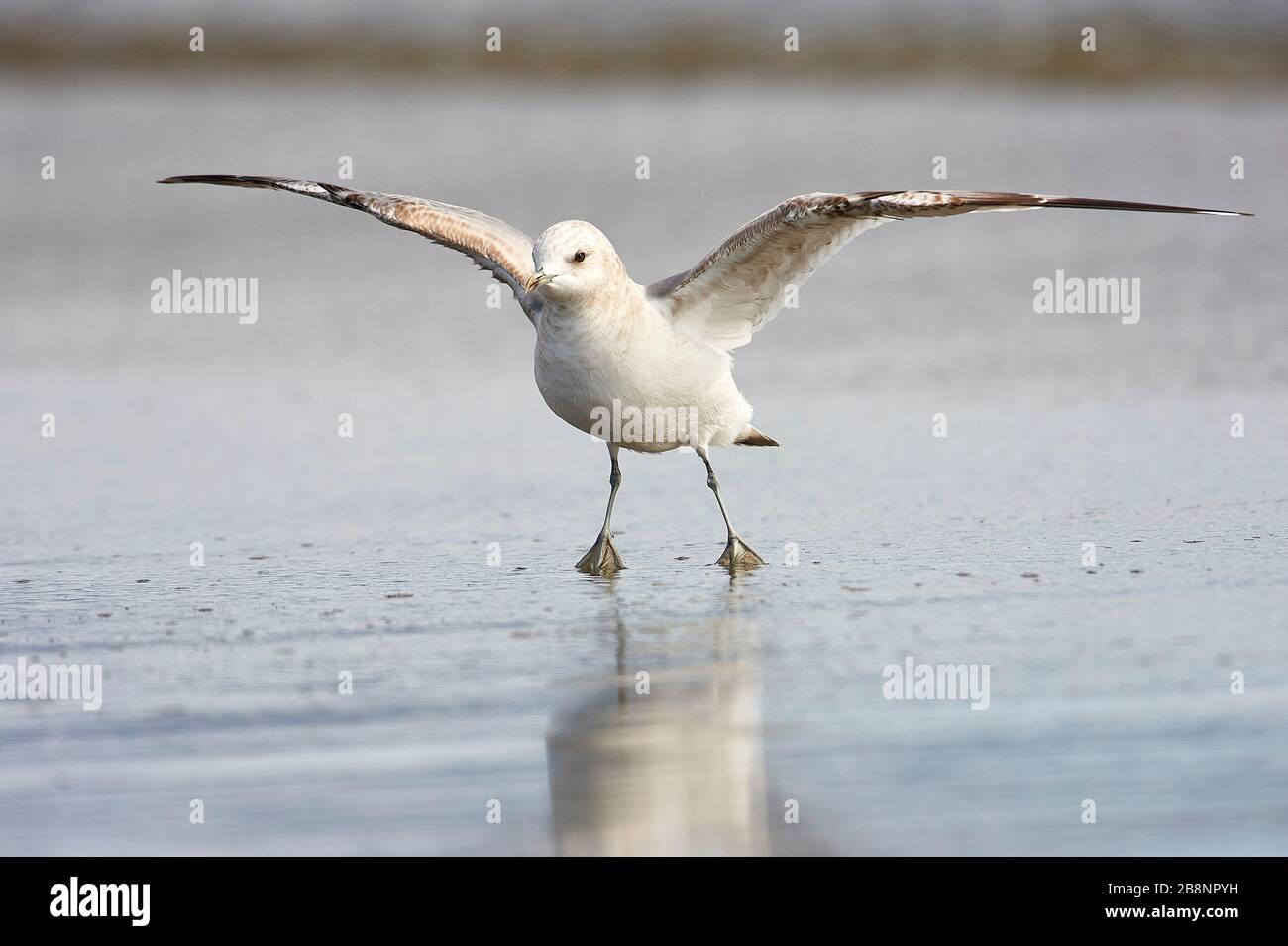 Short-billed Gull (Larus brachyrhynchus), (formerly Mew Gull),, Point ...