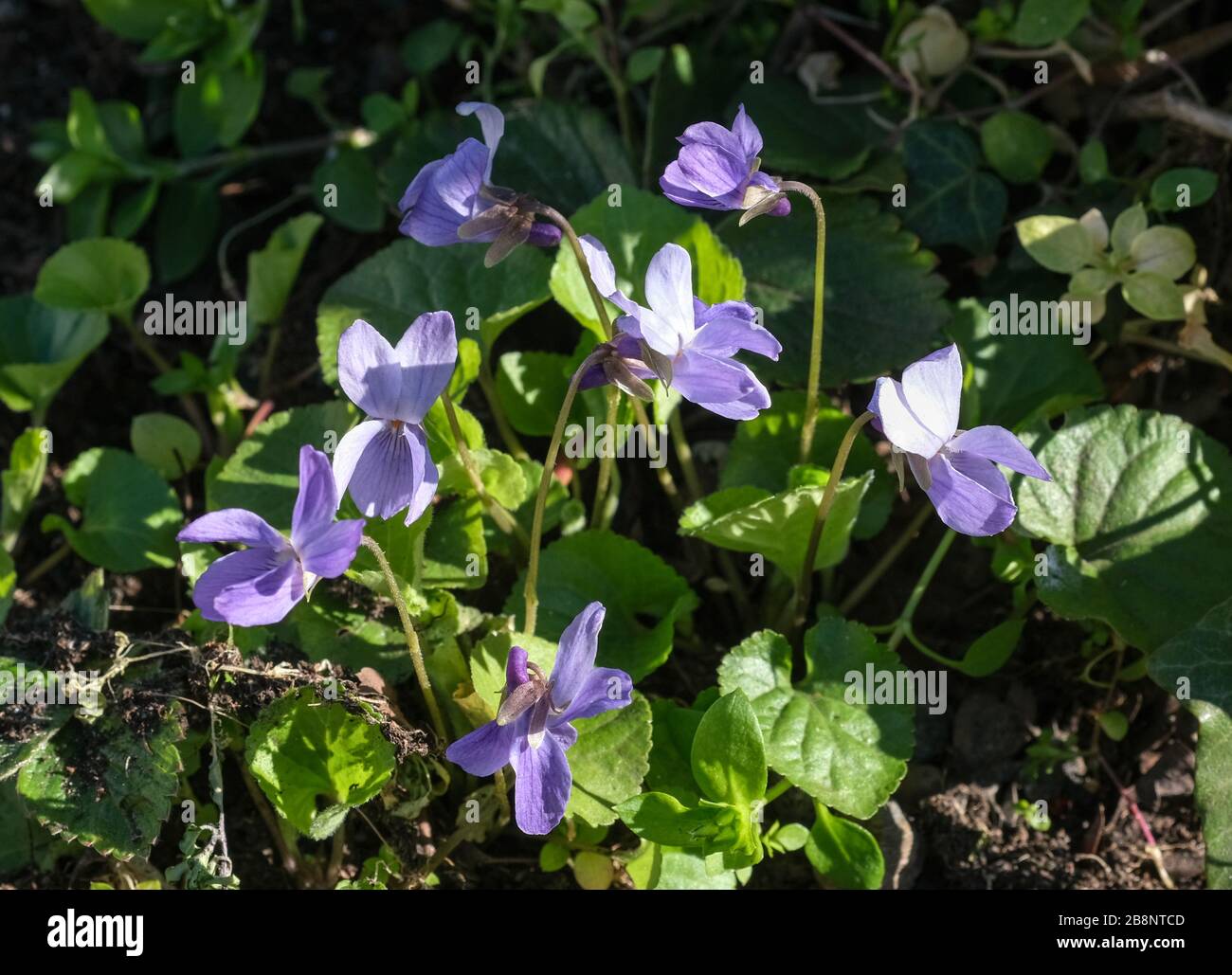 Berlin, Germany. 22nd Mar, 2020. A violet blooms in a flowerbed. Credit ...