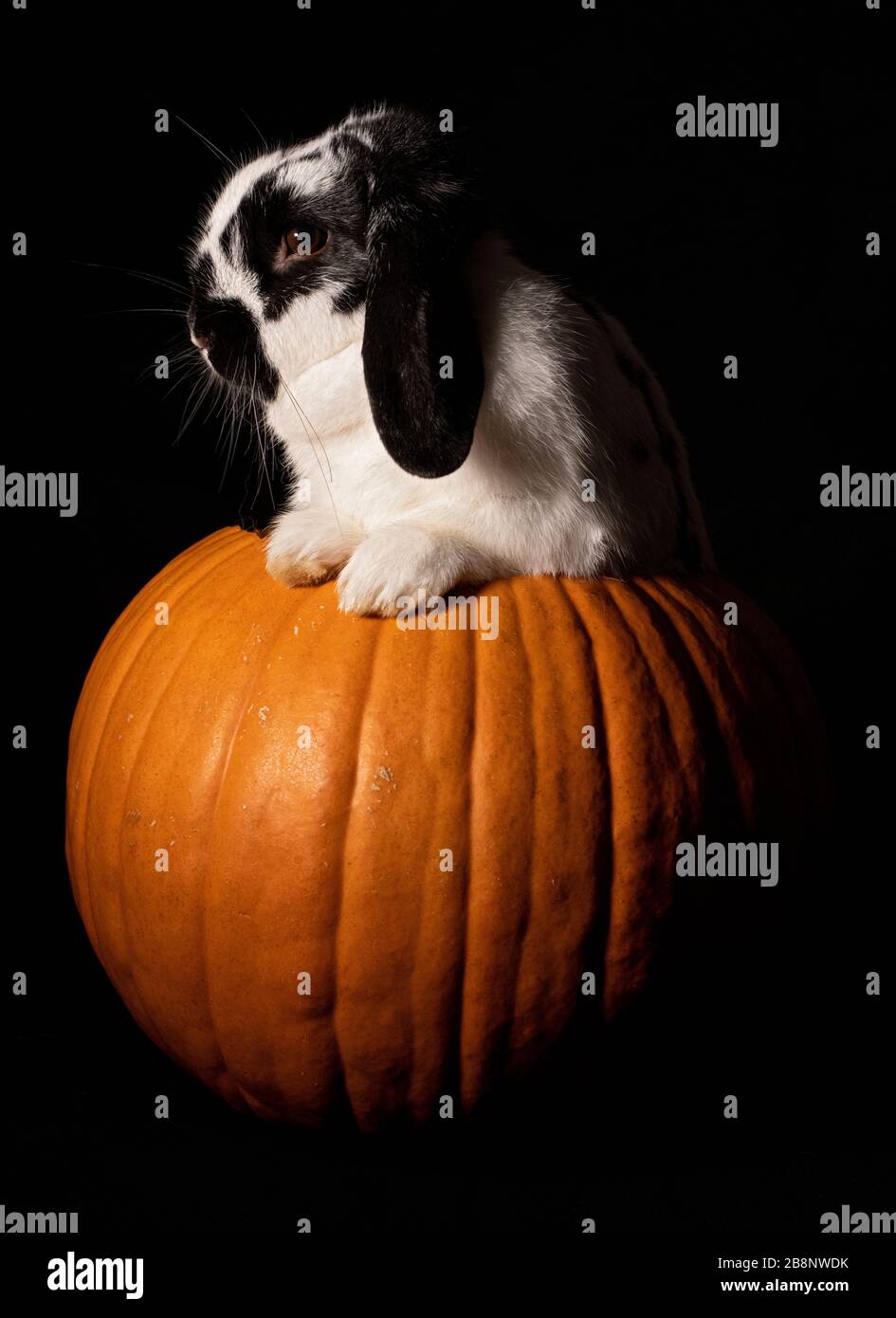 Black and white lop eared rabbit hi-res stock photography and images ...