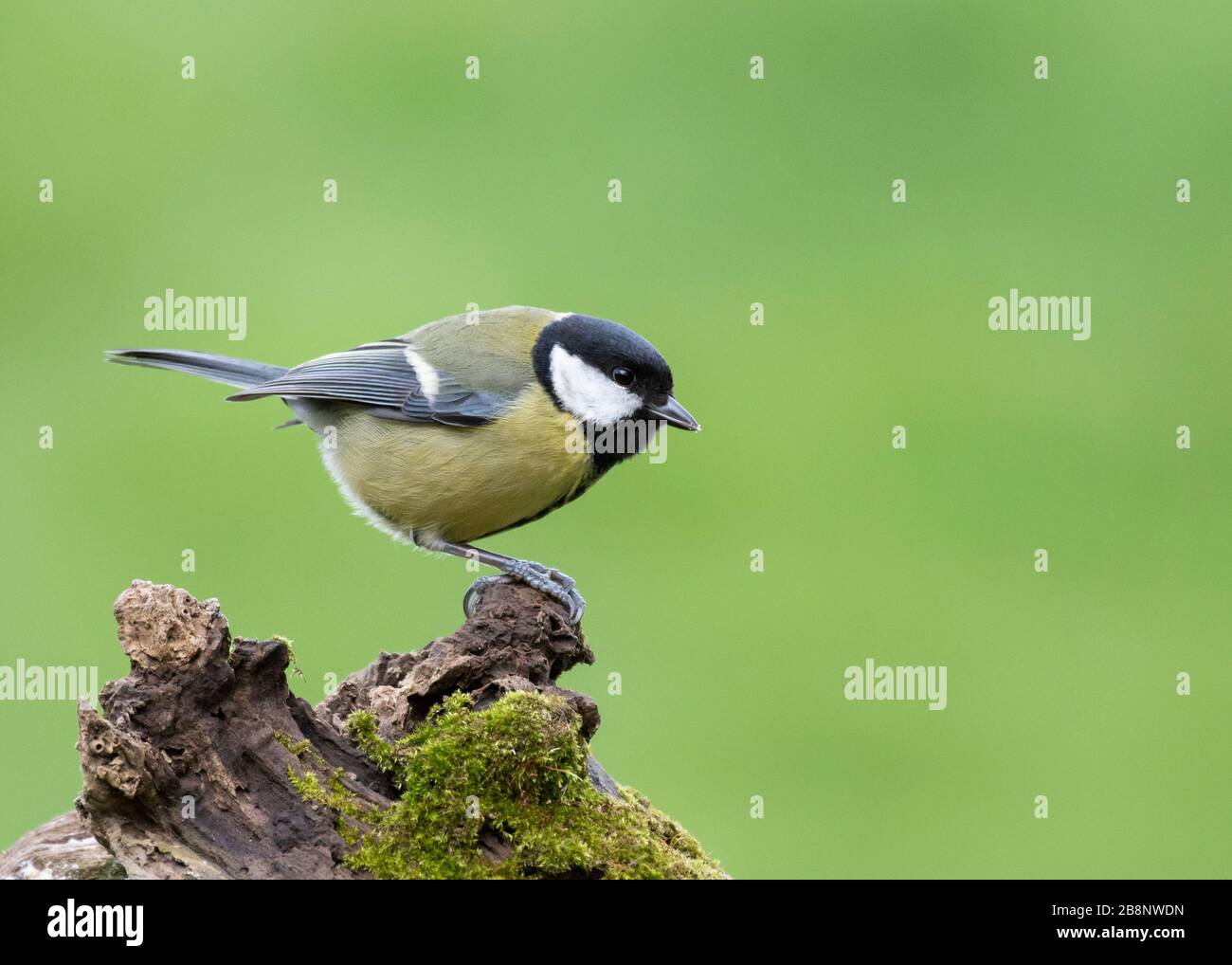Great tit (Parus major), United Kingdom Stock Photo - Alamy