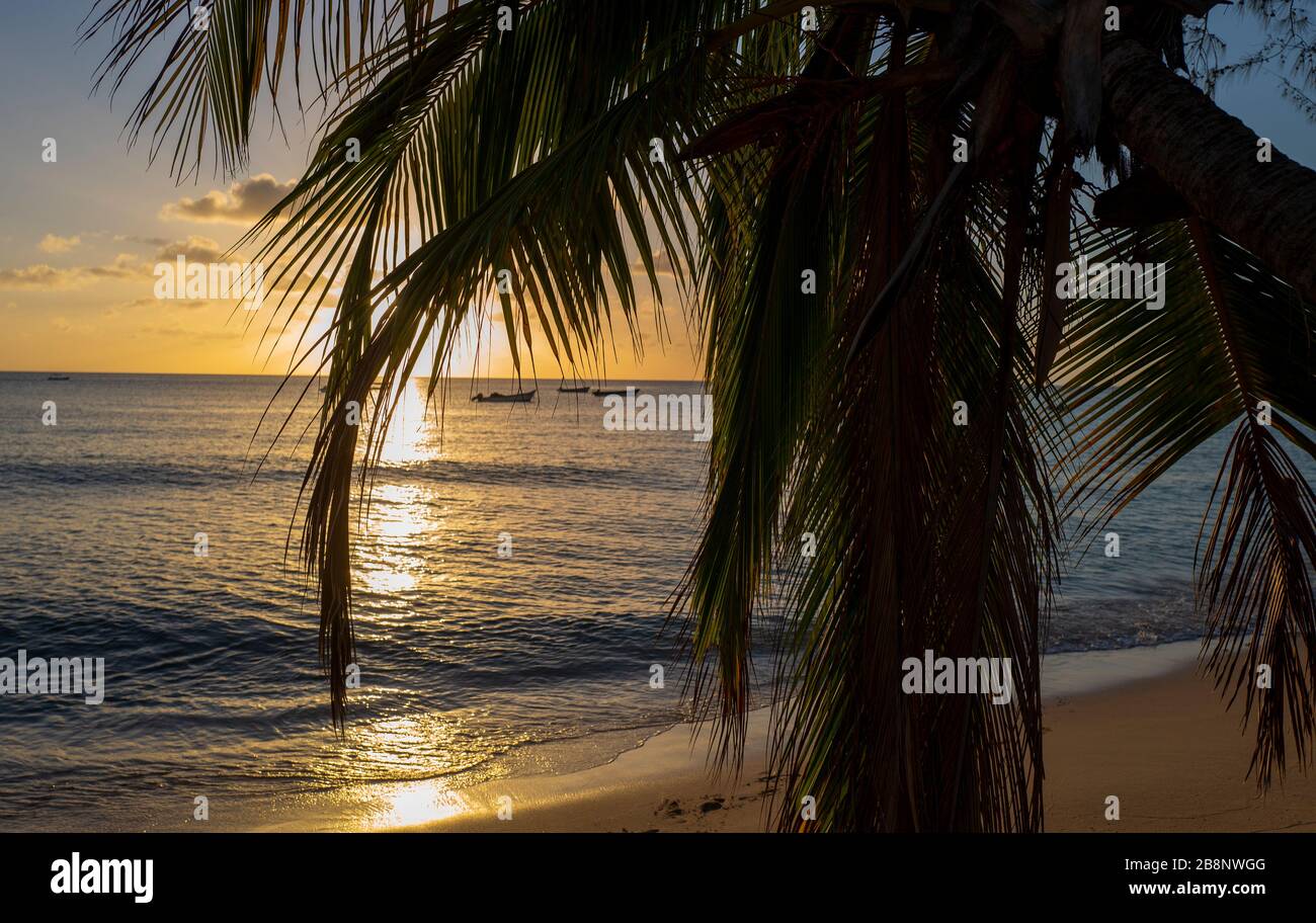 Lone star barbados hi-res stock photography and images - Alamy