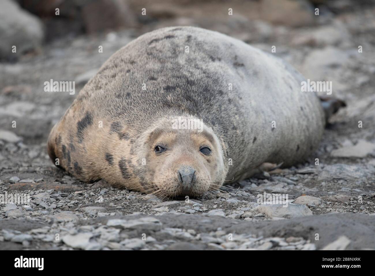 Adult female grey seal (Halichoerus grypus), Ravenscar, United Kingdom ...