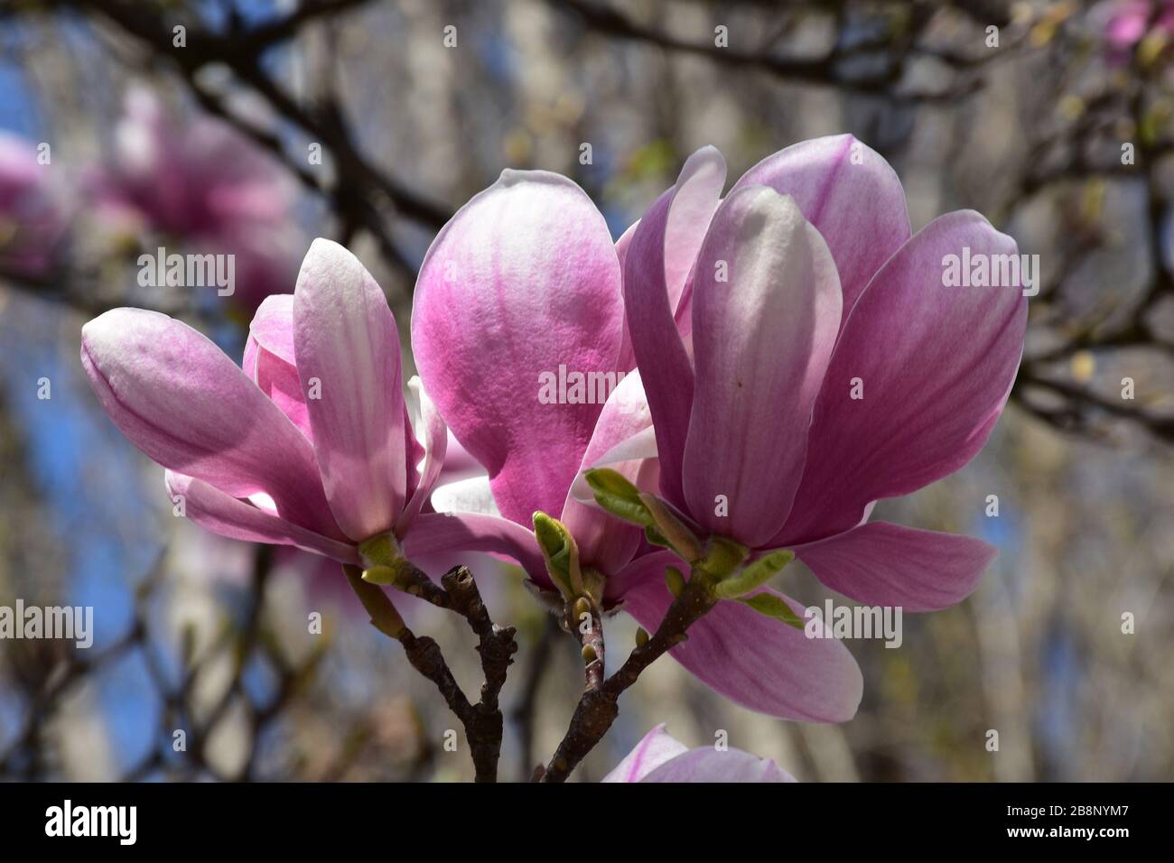 Three magnolia flowers on a tree, side by side Stock Photo - Alamy