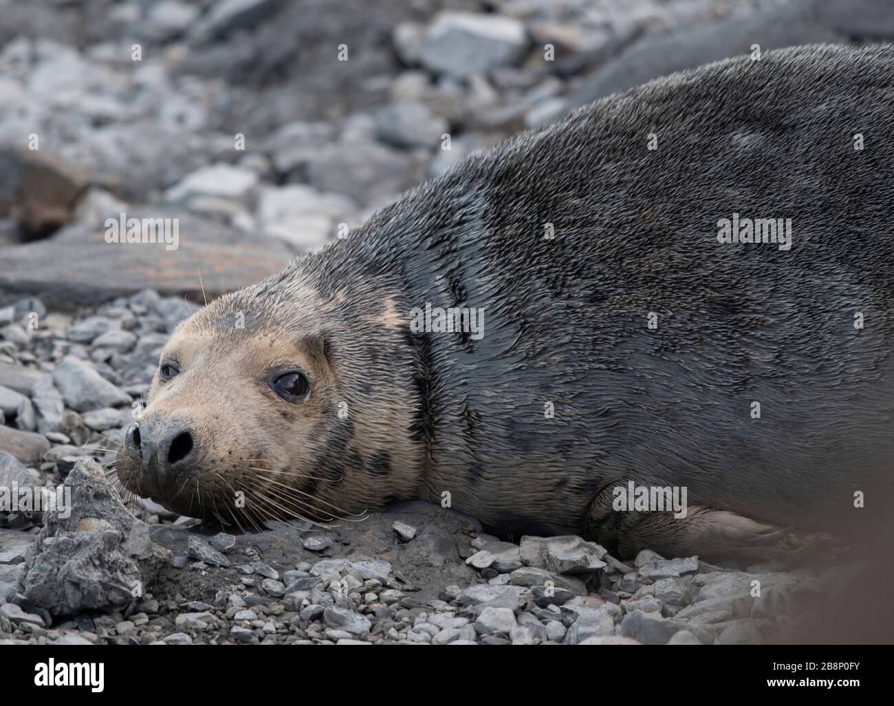Adult female grey seal (Halichoerus grypus), Ravenscar, United Kingdom ...