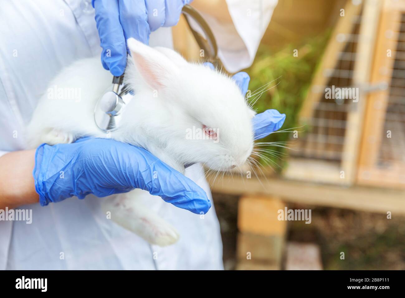 Veterinarian woman with stethoscope holding and examining rabbit on ...