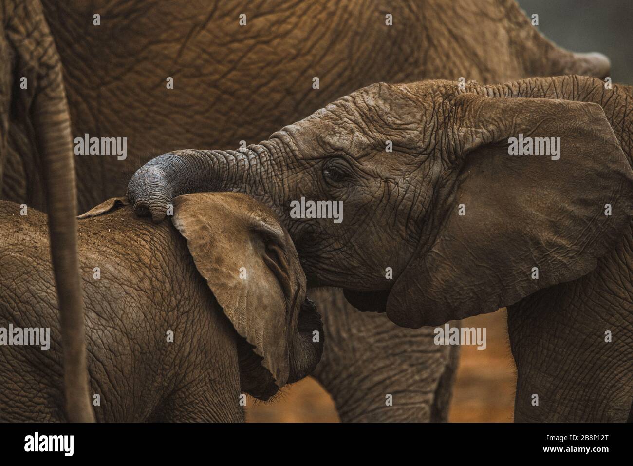 time to cuddel Stock Photo - Alamy