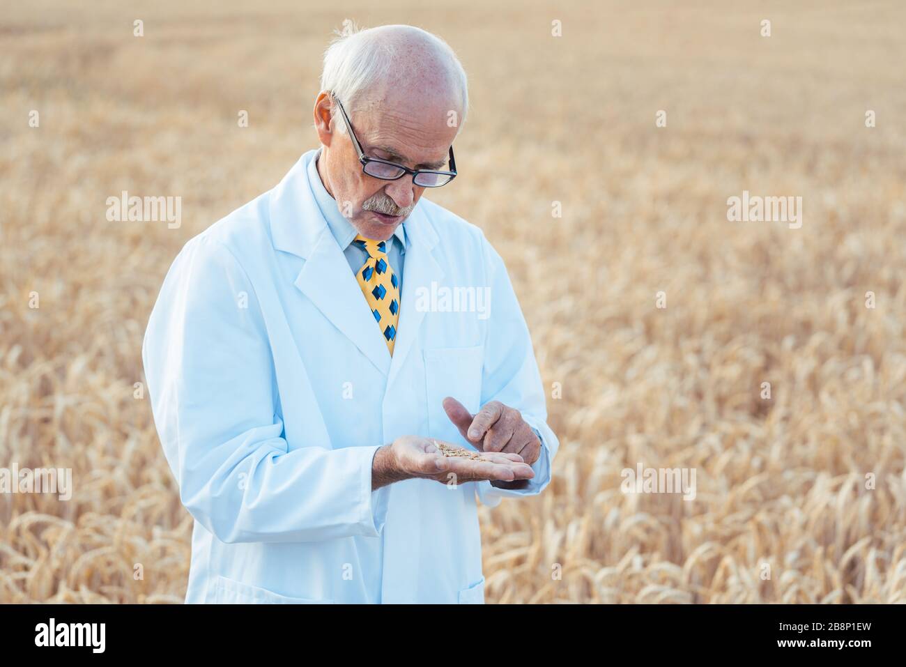 Agricultural scientist looking for quality of new seeds Stock Photo - Alamy