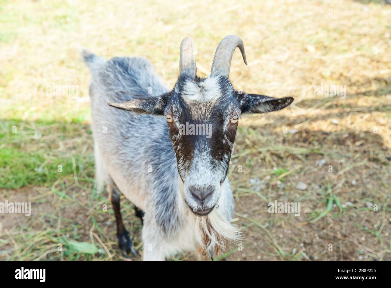 Cute goat relaxing in ranch farm in summer day. Domestic goats grazing ...