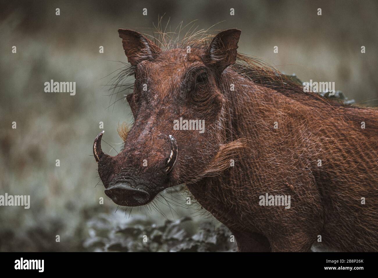 Warthogd hi-res stock photography and images - Alamy
