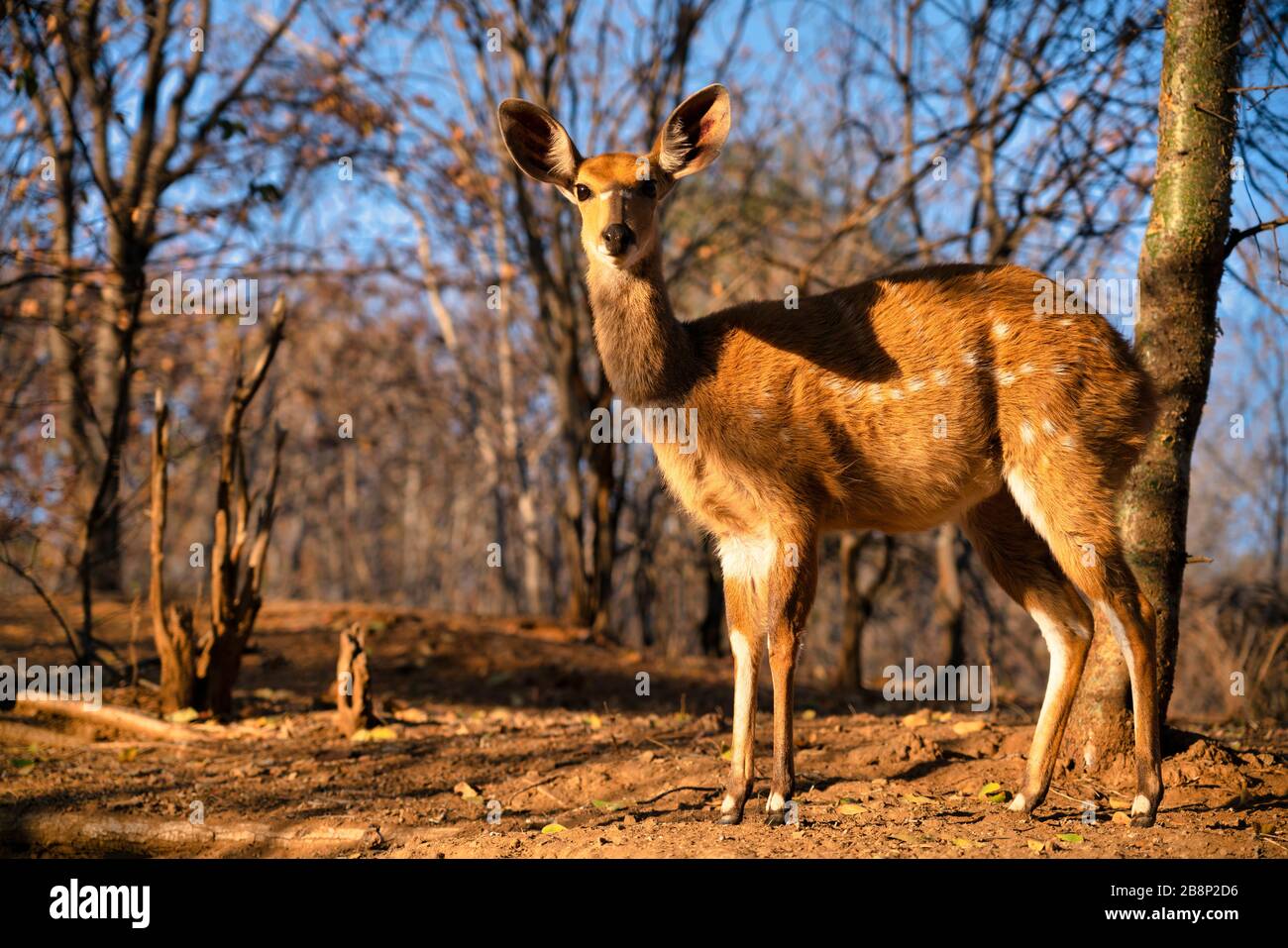 Buck bush hi-res stock photography and images - Alamy