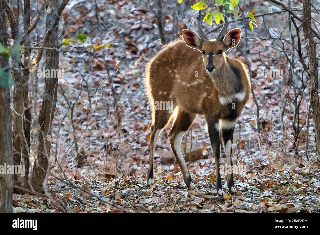 Buck bush hi-res stock photography and images - Alamy