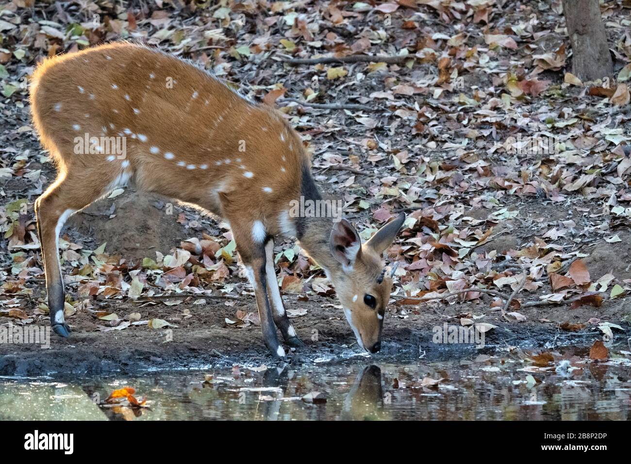 Buck drinking hi-res stock photography and images - Alamy