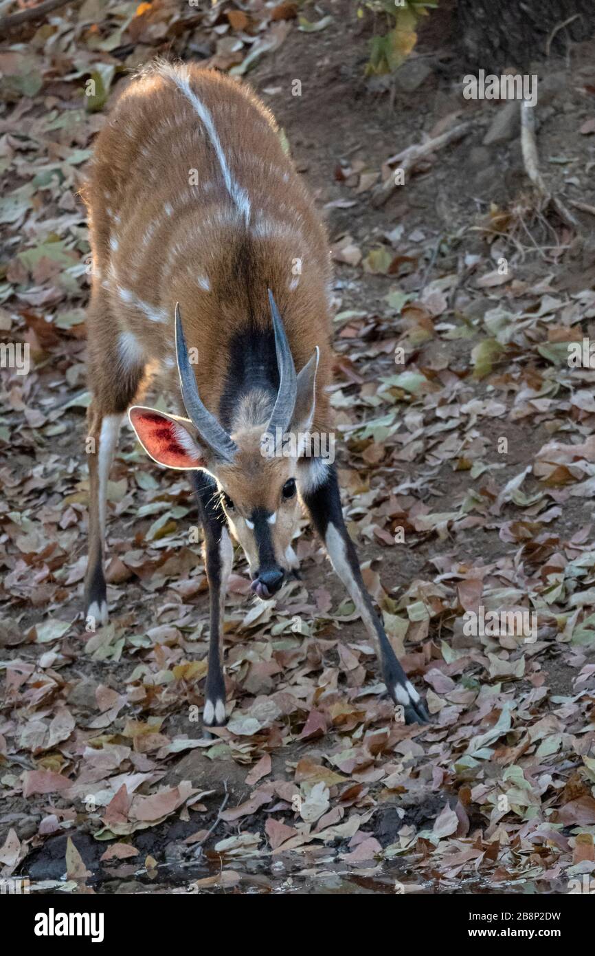 Bush buck hi-res stock photography and images - Alamy