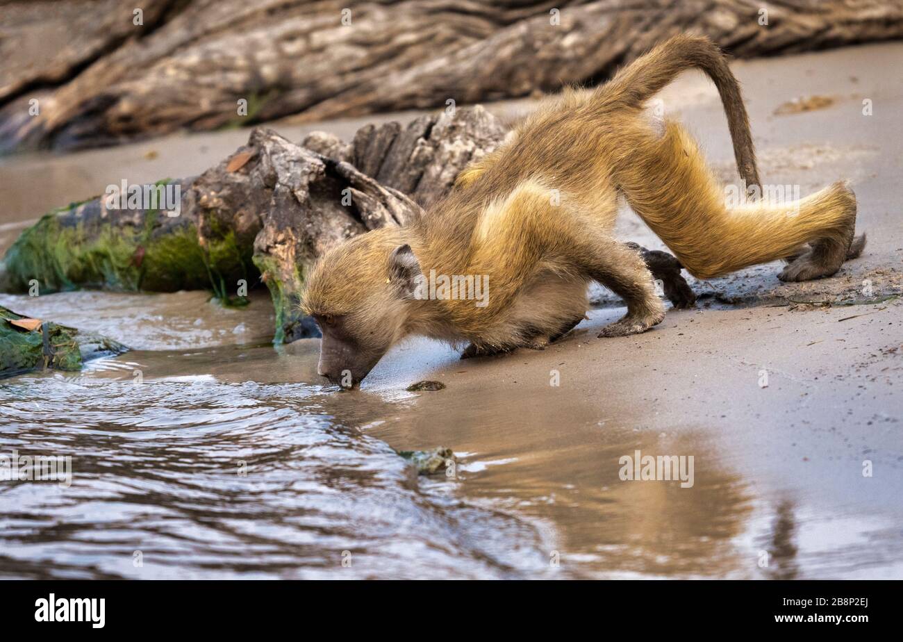 Baboon drinking hi-res stock photography and images - Alamy