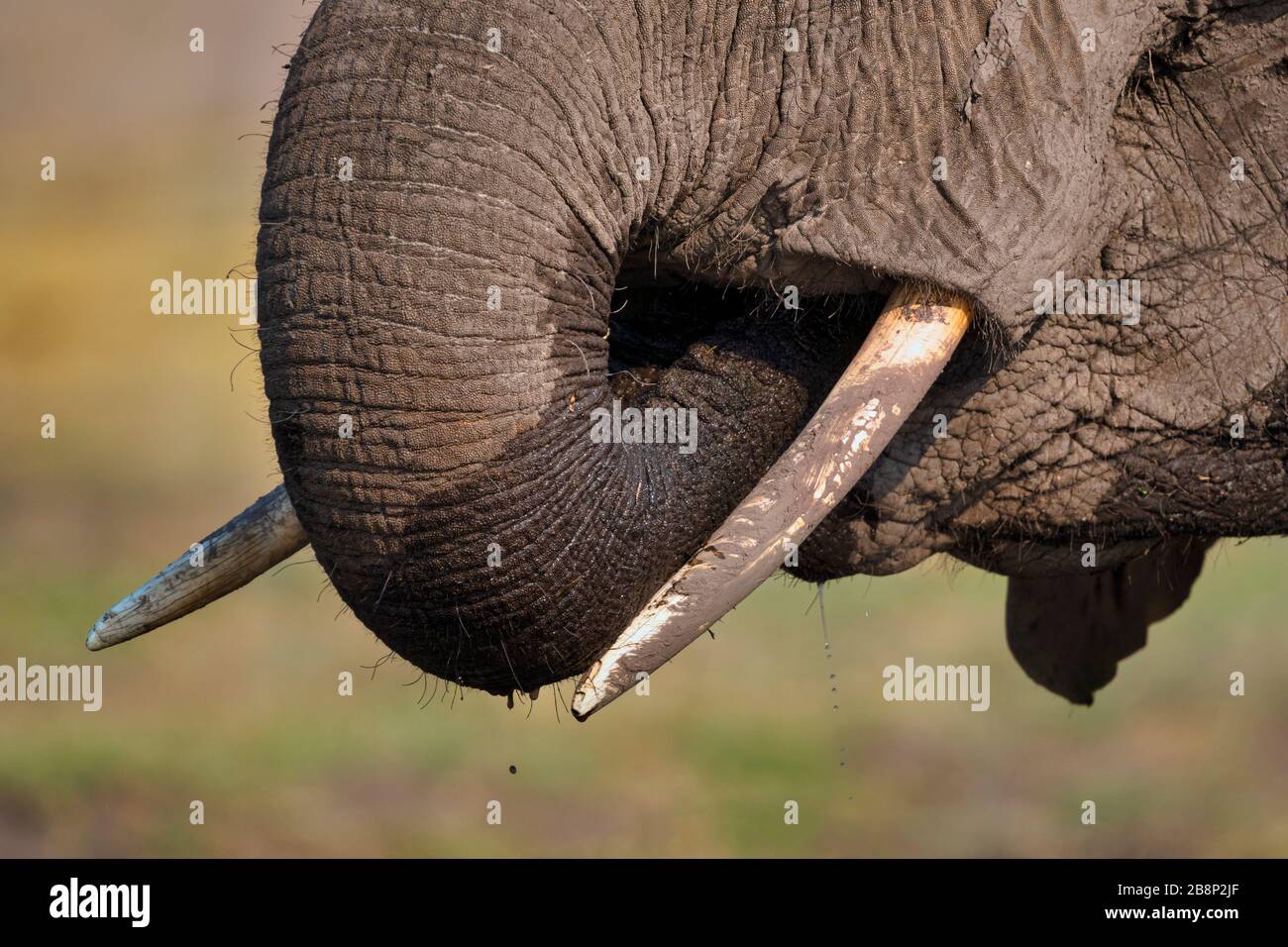 Elephant trunk rolled up hi-res stock photography and images - Alamy