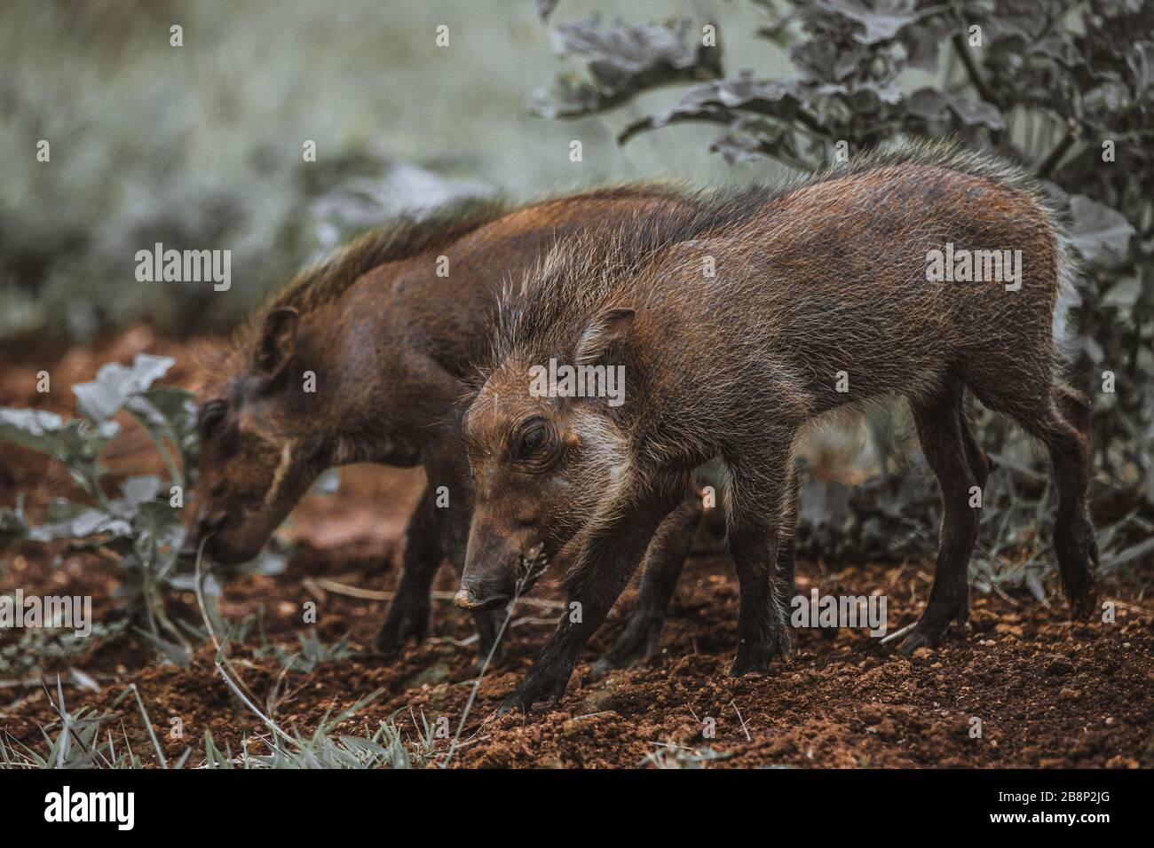 Warthogd hi-res stock photography and images - Alamy