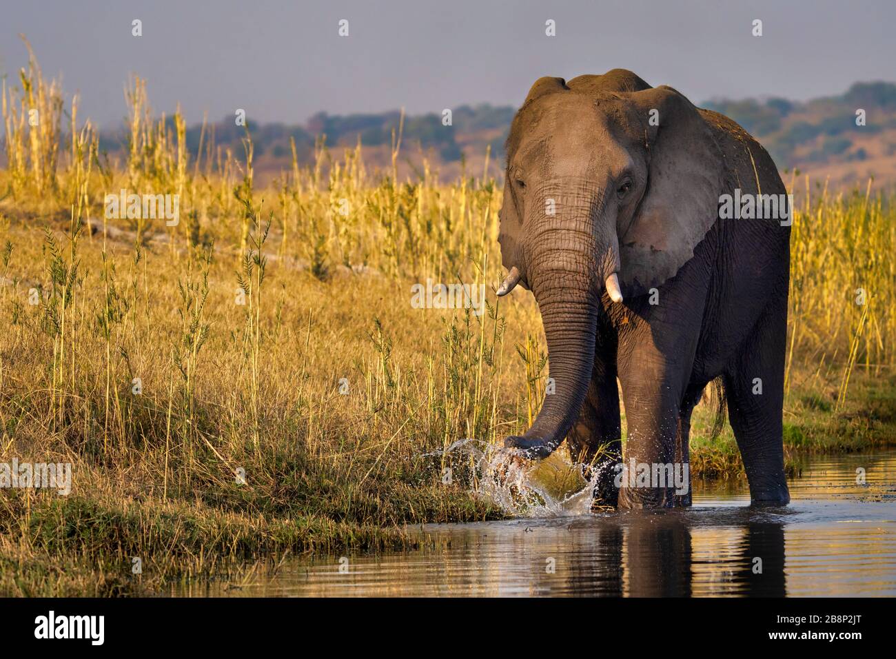 Elephant splash hi-res stock photography and images - Alamy