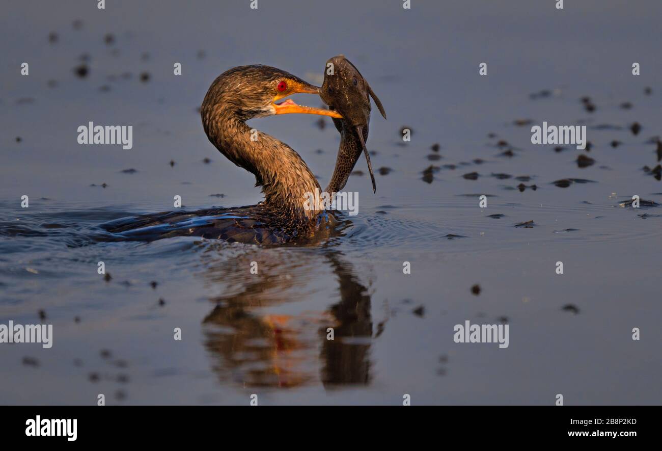 Cormorant Catch Fish High Resolution Stock Photography and Images - Alamy