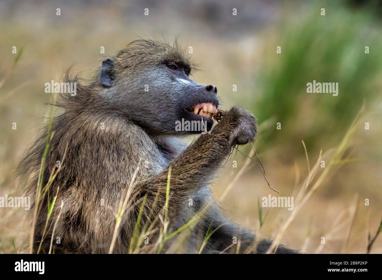 Baboon teeth hi-res stock photography and images - Alamy