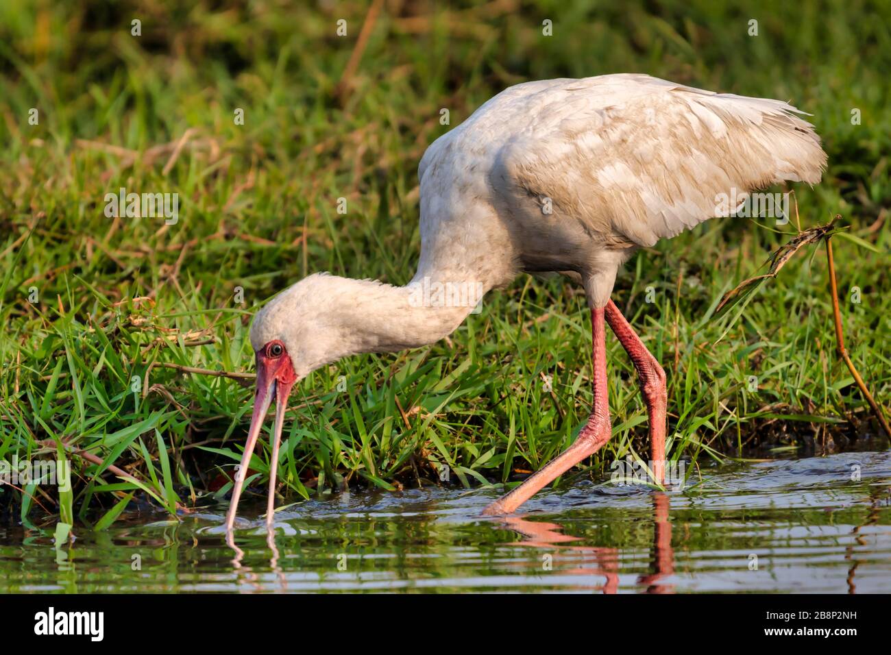 Spoonbill stork hi-res stock photography and images - Alamy