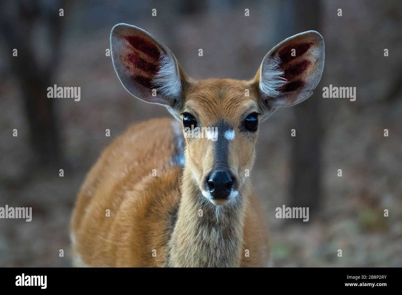 Bush buck hi-res stock photography and images - Alamy