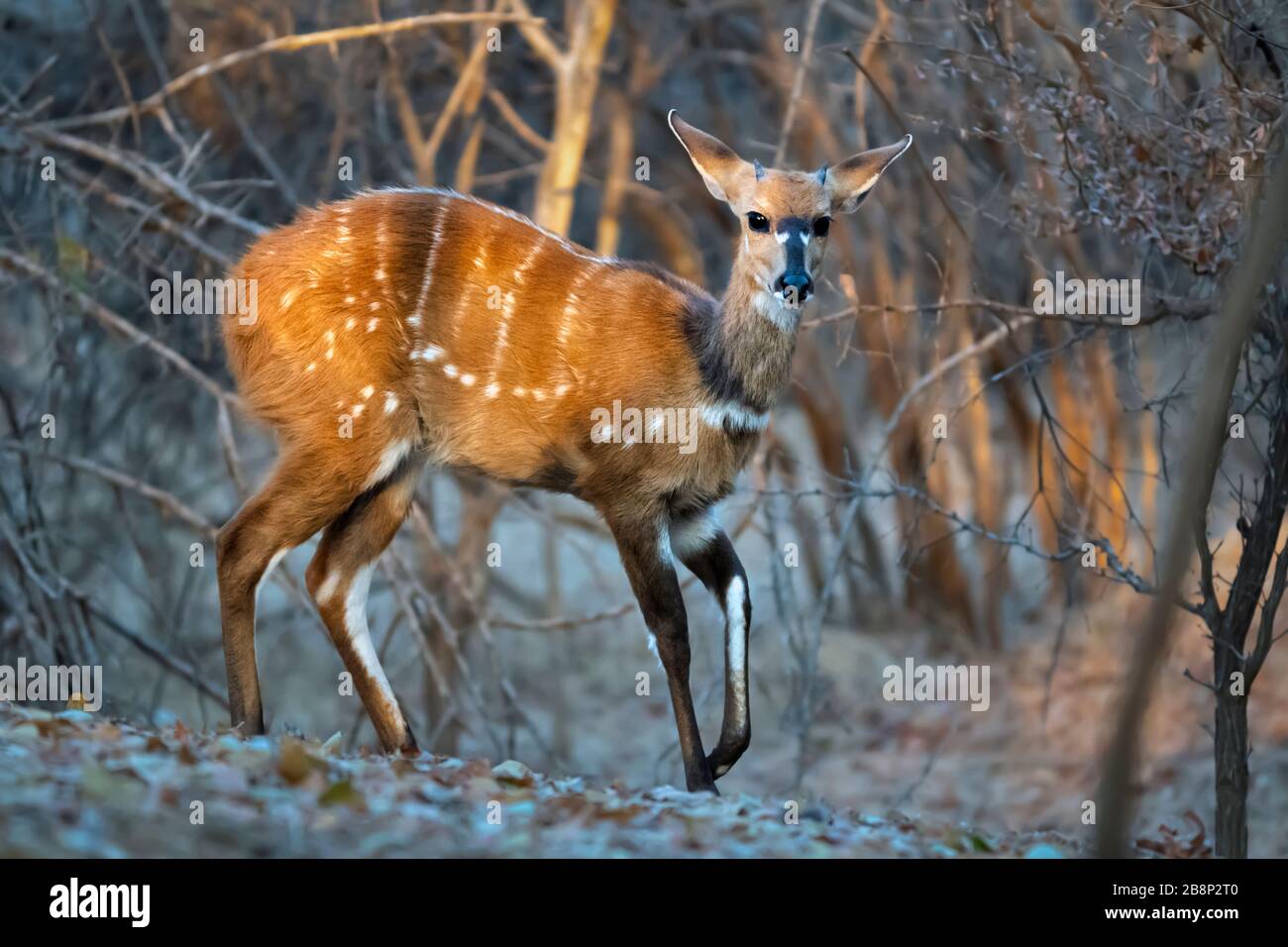 Buck bush hi-res stock photography and images - Alamy