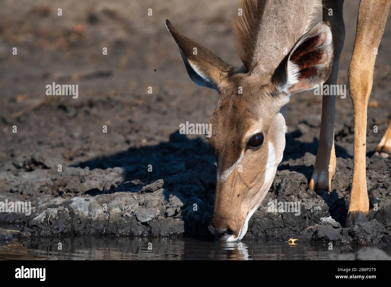 Drinking kudu hi-res stock photography and images - Alamy