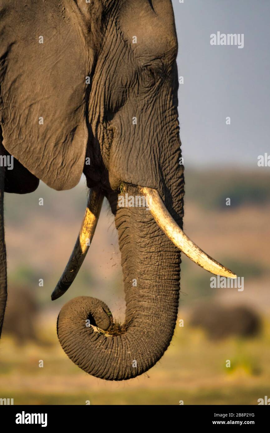 Elephant trunk curled hi-res stock photography and images - Alamy