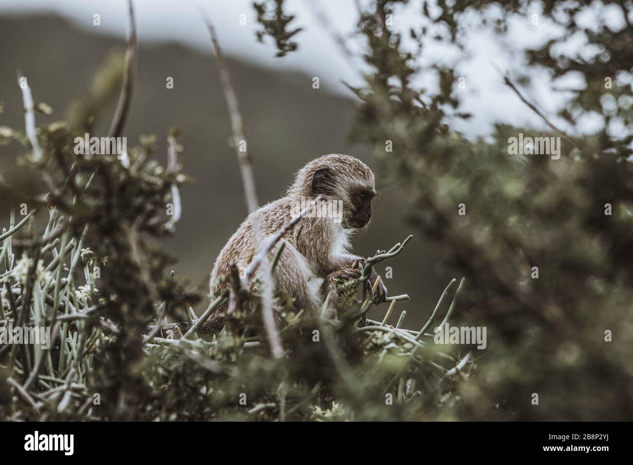 Monkey in a Tree Stock Photo - Alamy