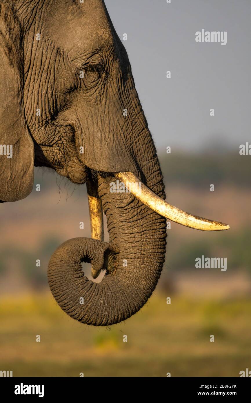 Elephant with curled trunk hi-res stock photography and images - Alamy