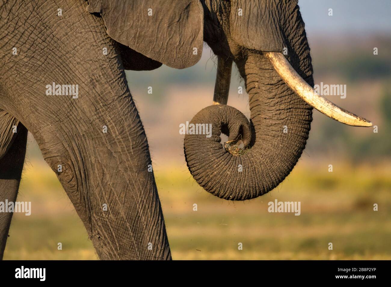 Elephant with curled trunk hi-res stock photography and images - Alamy