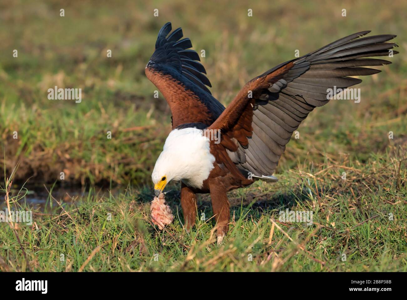 fish eagle catch Stock Photo - Alamy