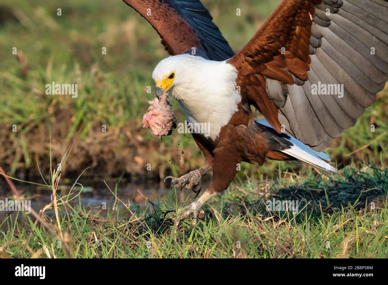 Eagle Catching Fish Wallpaper