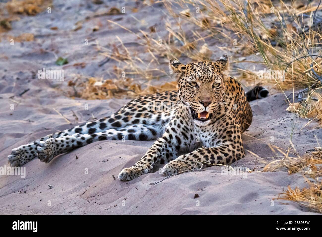 Leopard laying hi-res stock photography and images - Alamy
