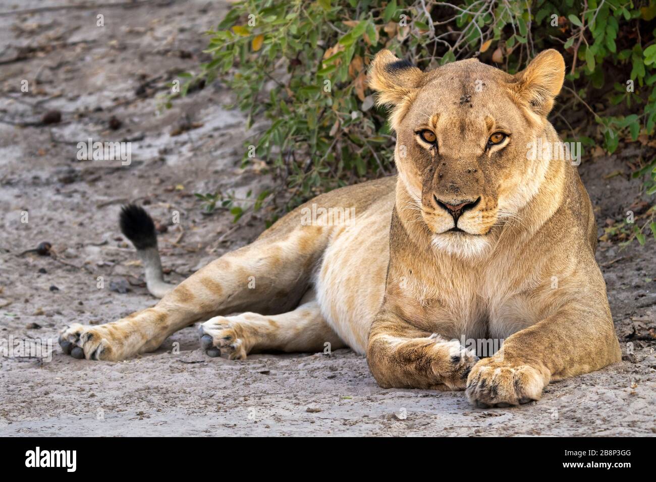 Lion laying down hi-res stock photography and images - Alamy