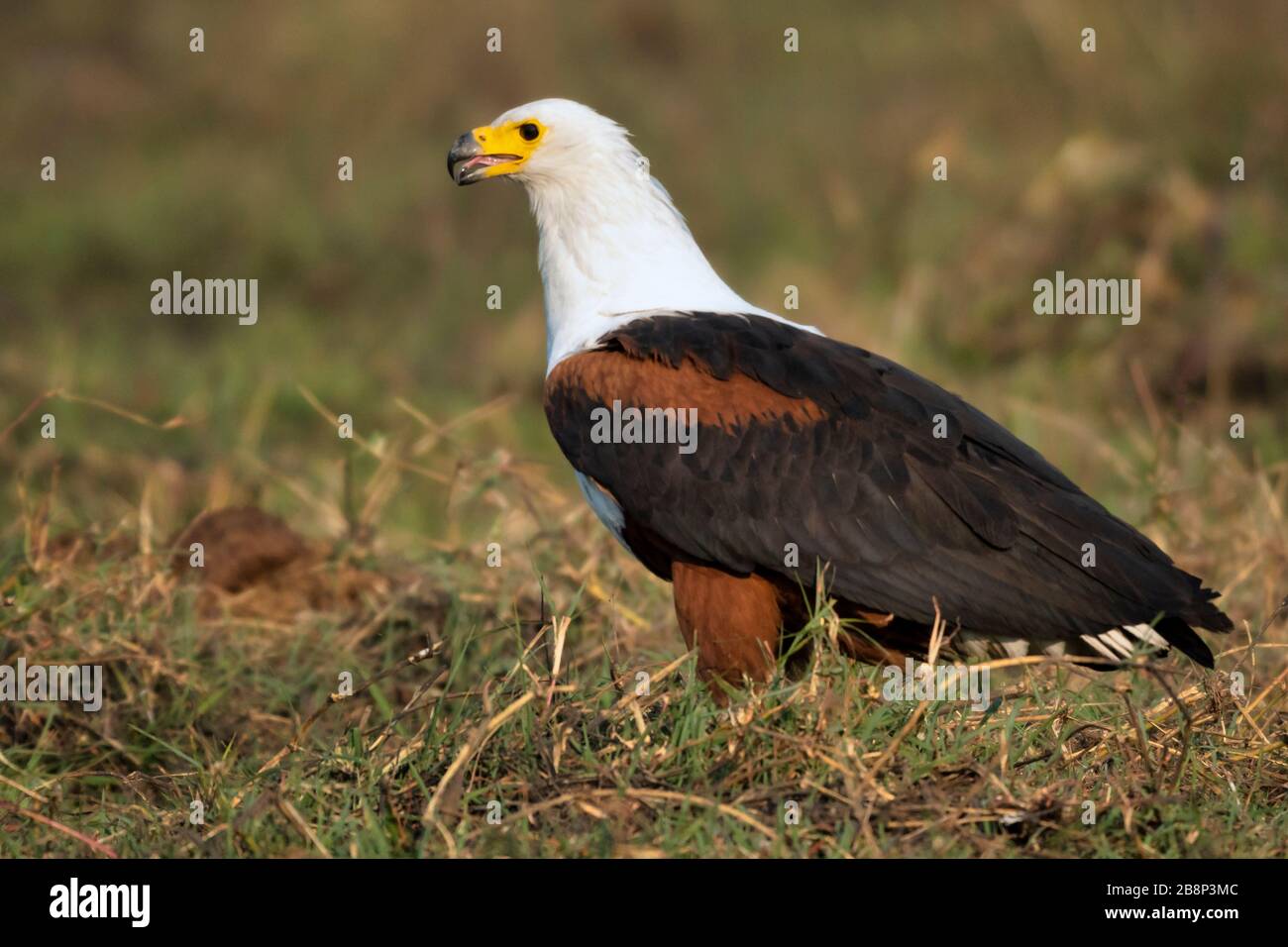 Fish eagle on ground hi-res stock photography and images - Alamy