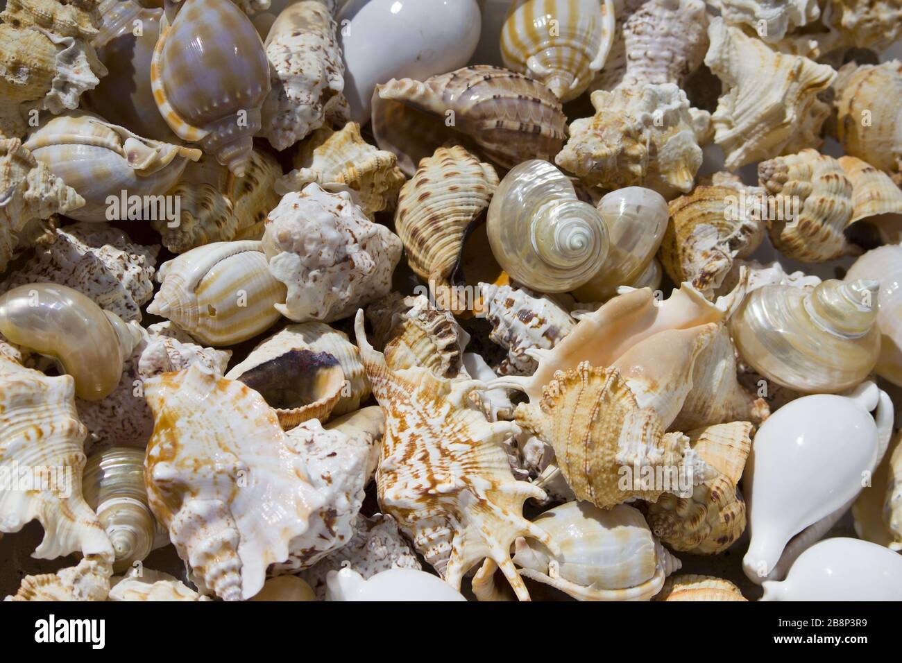 Seashells background. various empty shells of marine crustaceans in a ...