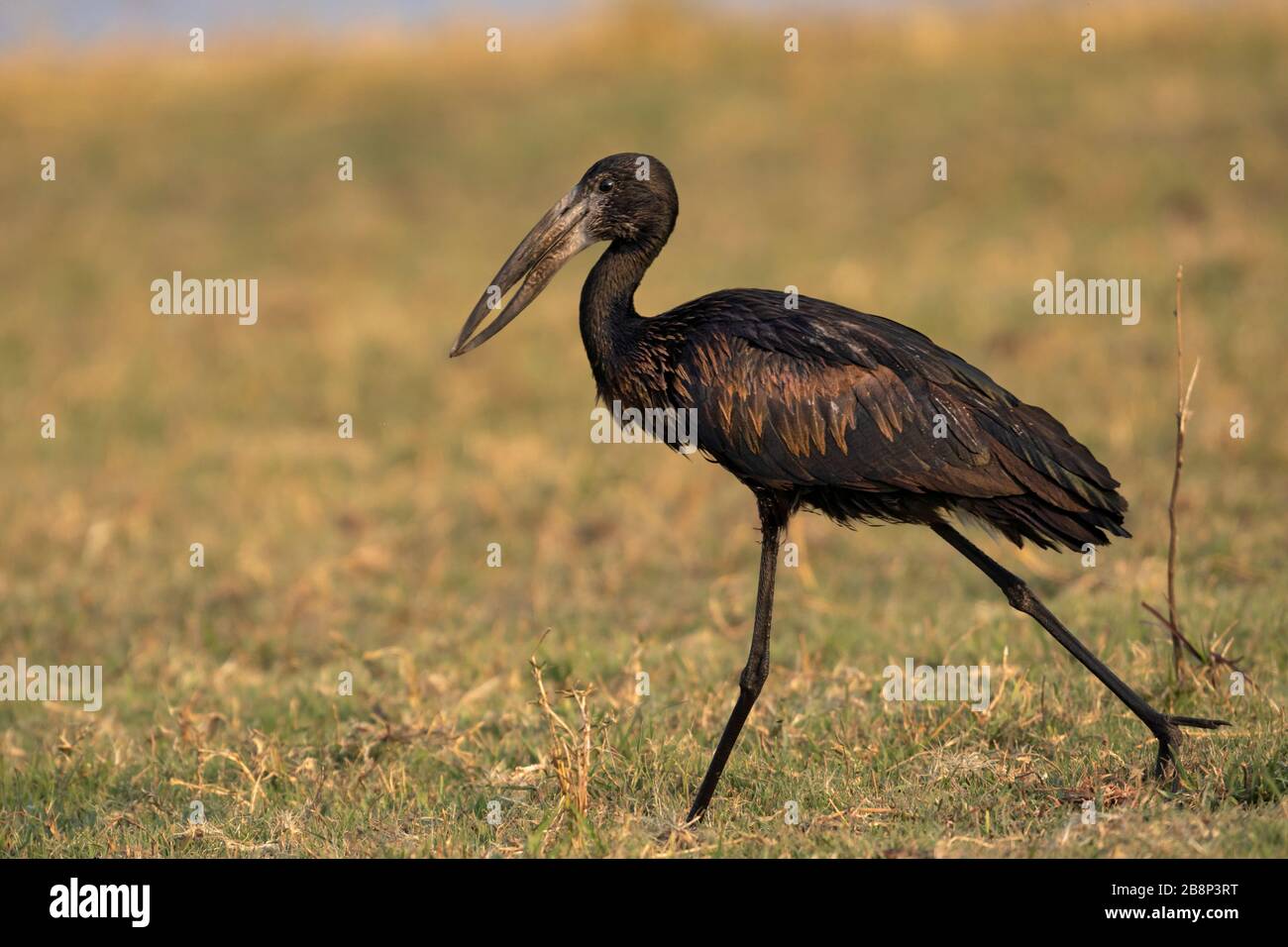 African Open bill Stock Photo - Alamy