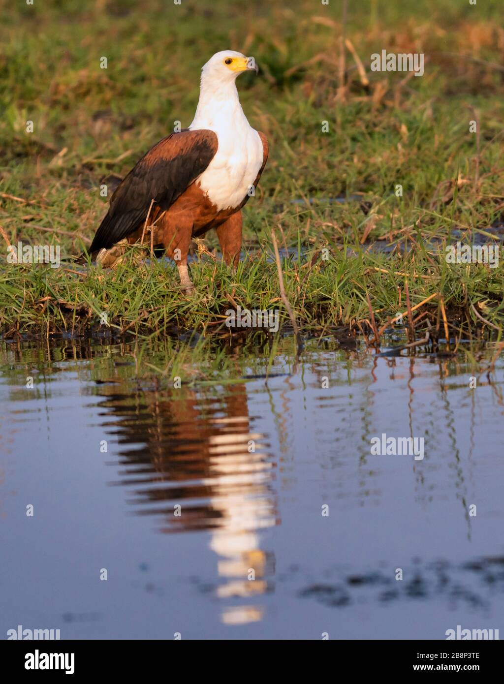 Eagle at water hi-res stock photography and images - Alamy