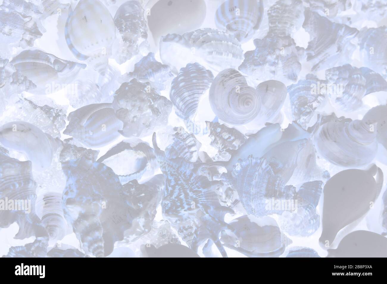 Seashells background. various empty shells of marine crustaceans in a ...