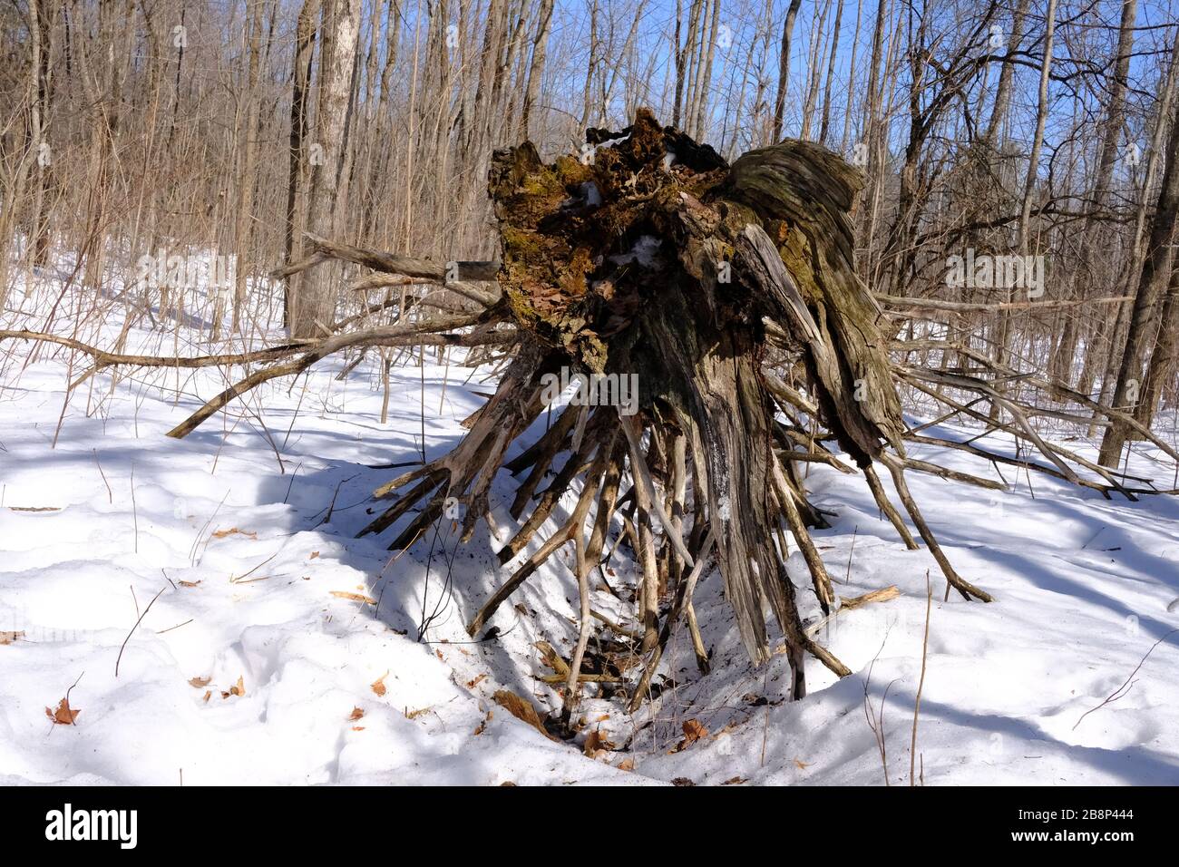 Fir Tree Roots High Resolution Stock Photography and Images - Alamy