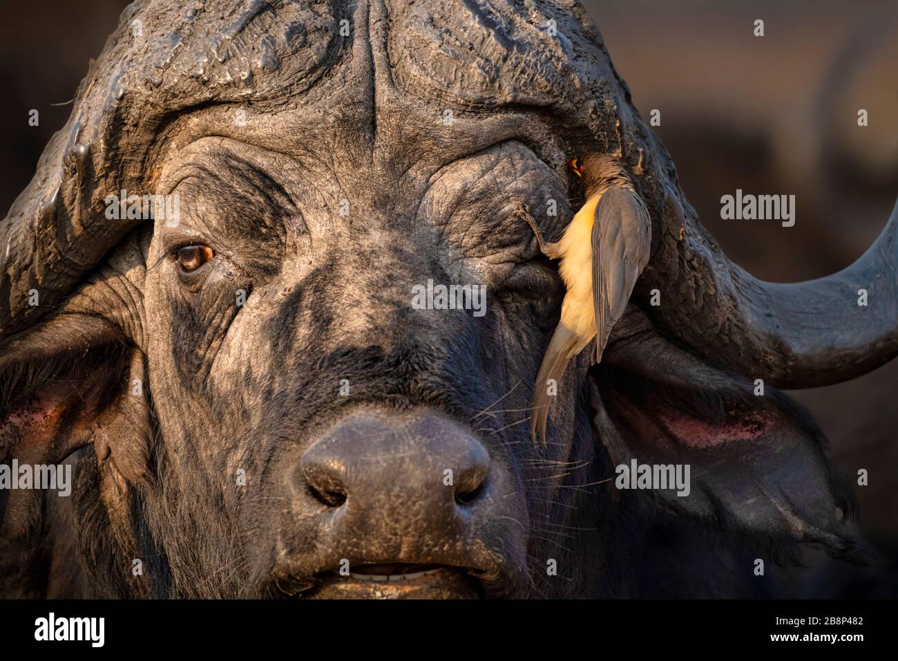 Old cape buffalo hi-res stock photography and images - Alamy