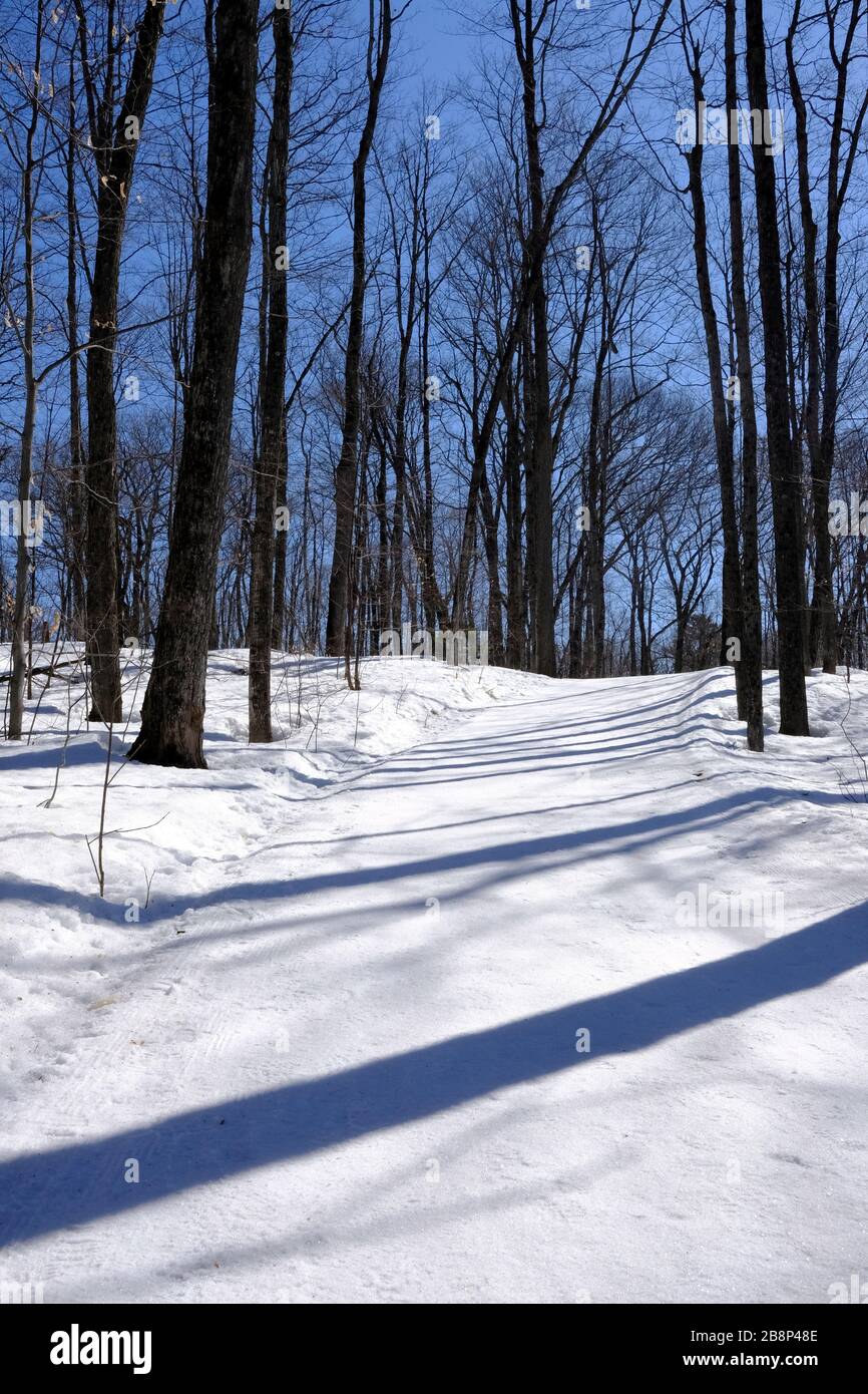 Brilliant blue sky and sun makes leafless winter tree trunks cast long ...