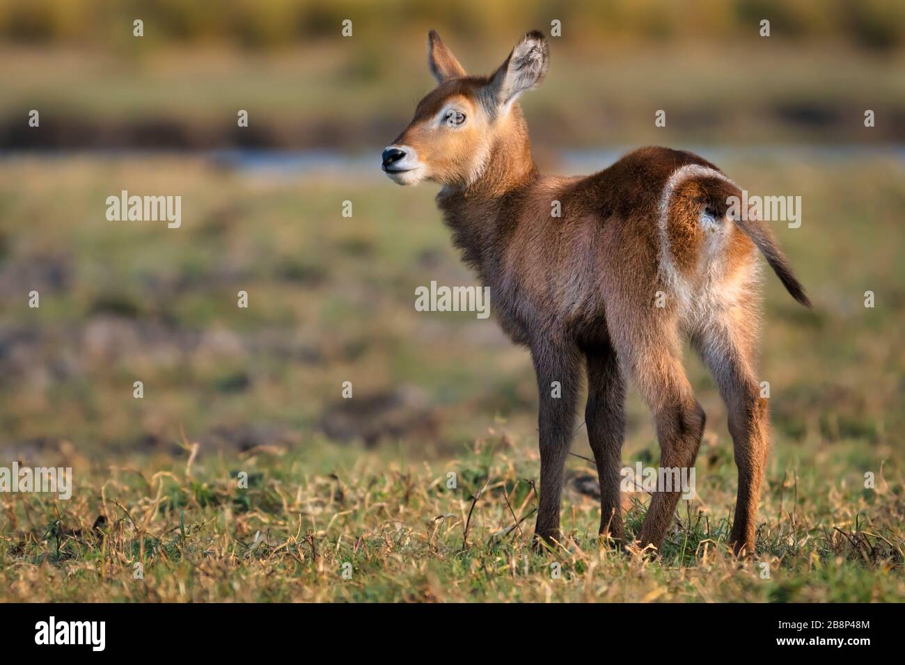 Lechwe antelope hi-res stock photography and images - Alamy