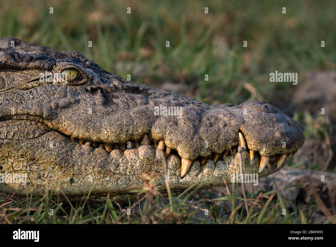 Portrait crocodile hi-res stock photography and images - Alamy