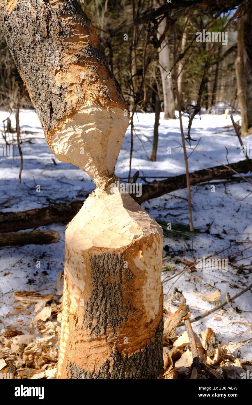 Trees felled by beavers (Castor canadensis) showing bite marks and ...
